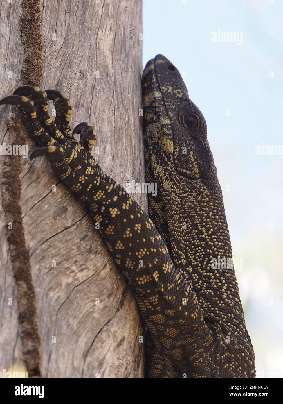 Goanna reptile hi-res stock photography and images - Alamy