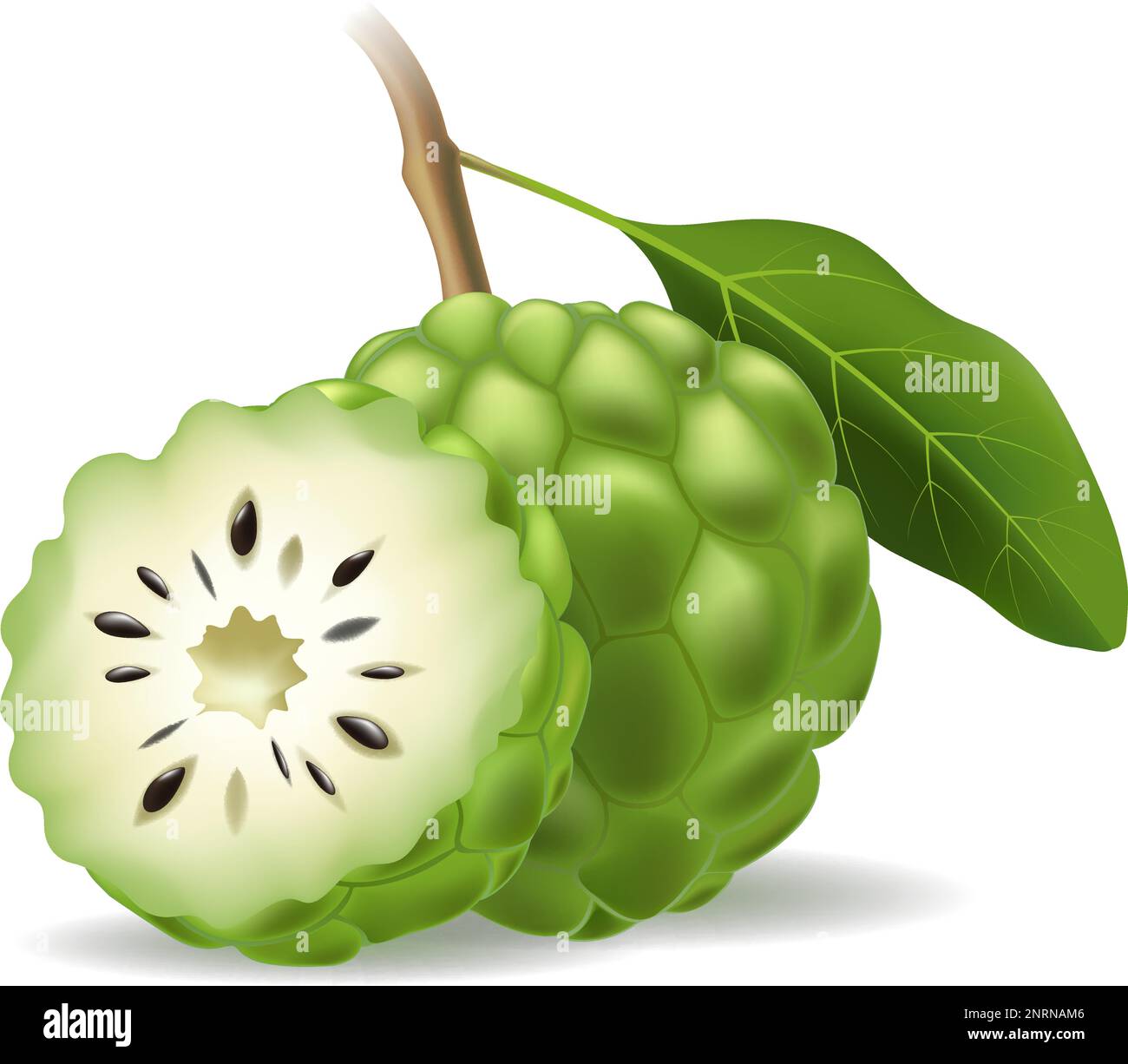 Sugar apple whole fruit Stock Vector Images - Alamy