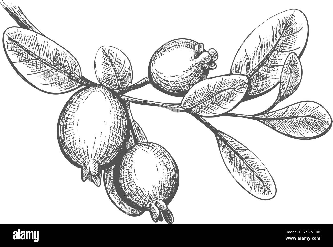 Hand drawn feijoa branch Stock Vector Image & Art - Alamy