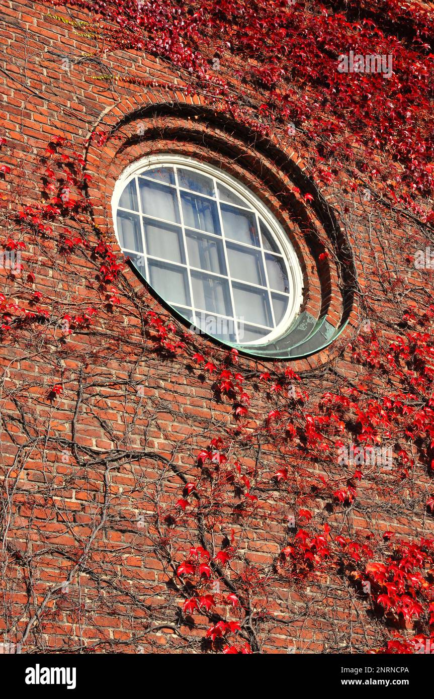 Round window surrounded by virginia creeper on a brick wall Stock Photo ...
