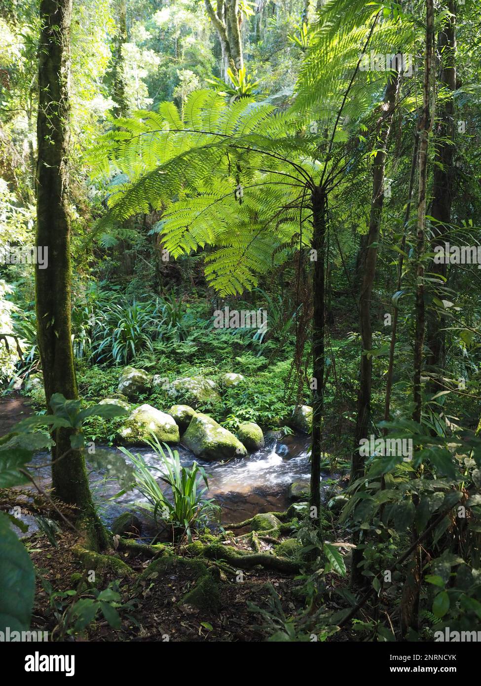 Brindle Crreek Hiking Trail though the ancient Gondwana rainforest in ...