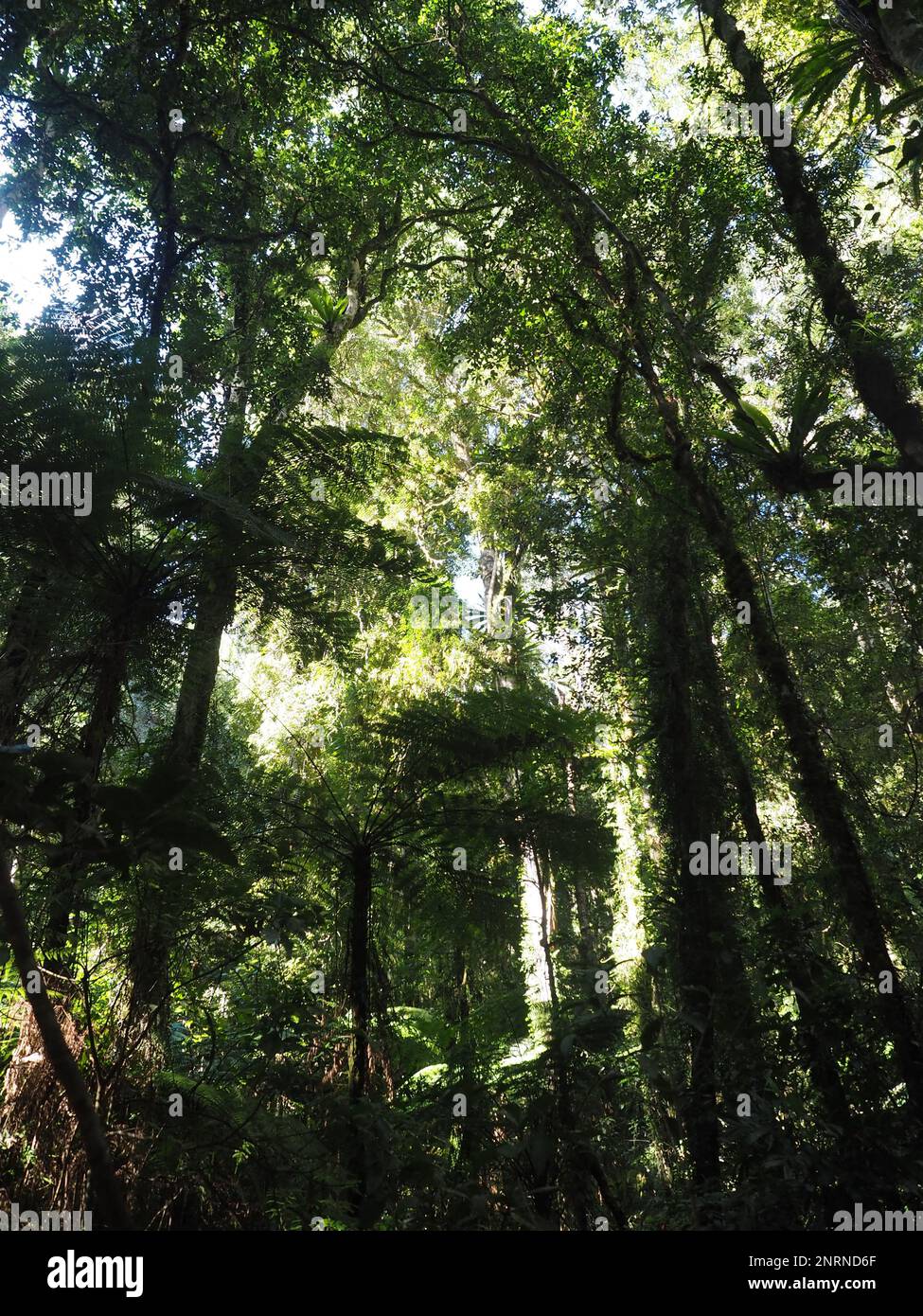Brindle Crreek Hiking Trail though the ancient Gondwana rainforest in ...