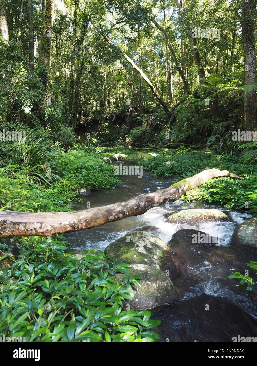 Rainforest Border Tropical Rainforest | Definition, Characteristics,