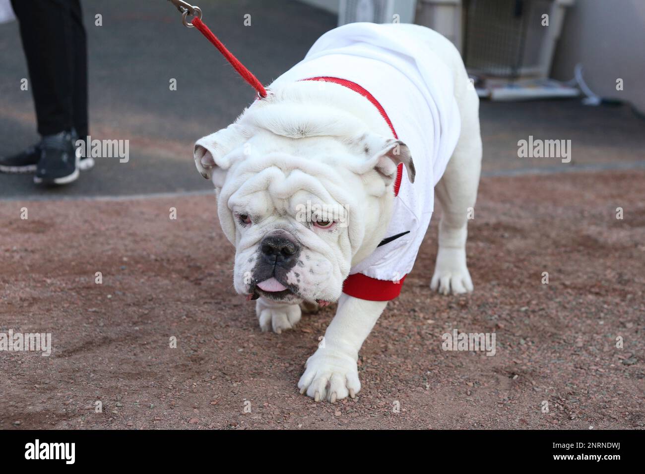 JACKSONVILLE, FL - NOVEMBER 02: Georgia Bulldogs mascot, UGA X, during ...
