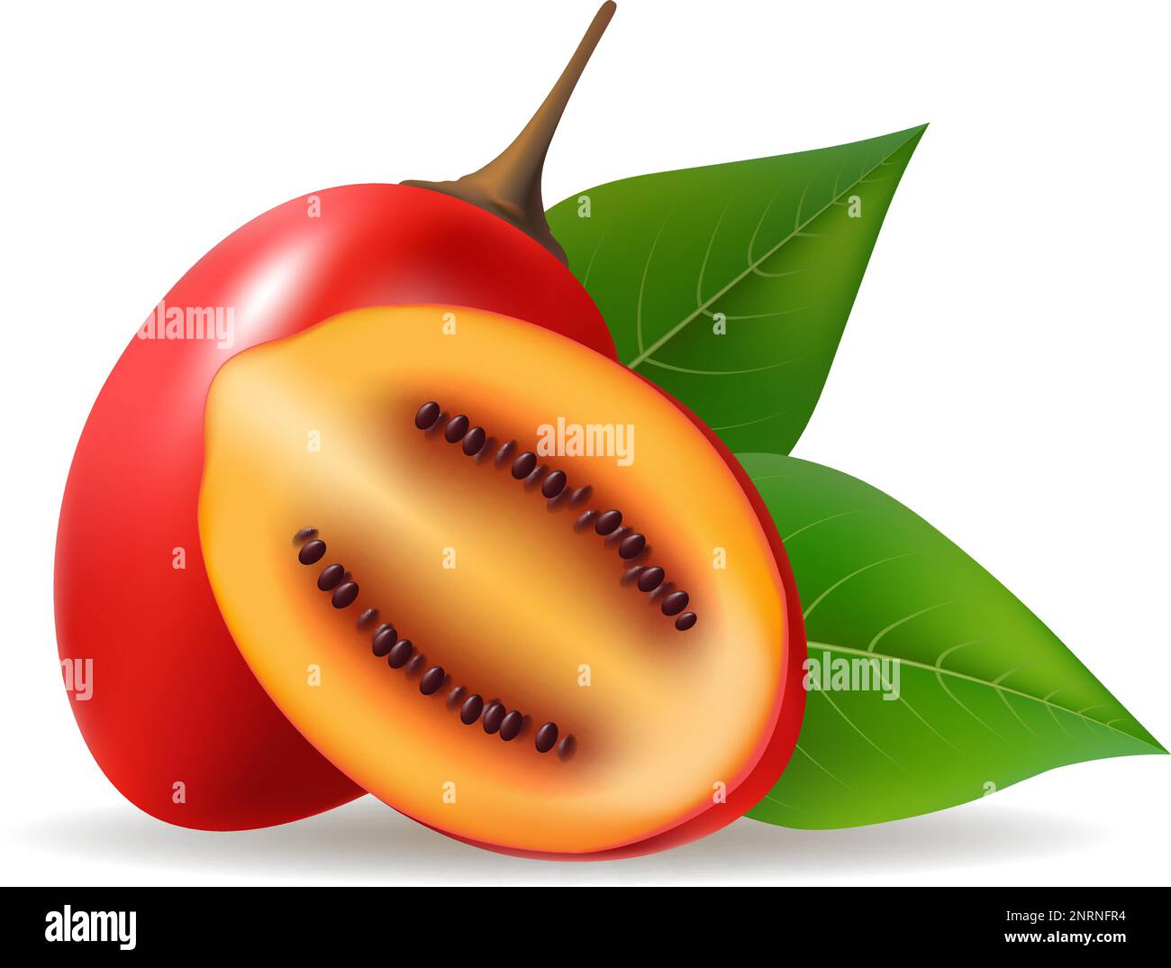 Tamarillo fruits illustration Stock Vector Image & Art - Alamy