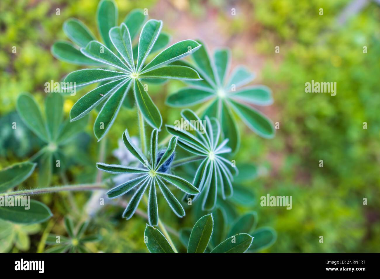 Lupinus, commonly known as lupin, lupine, or regionally bluebonnet etc ...
