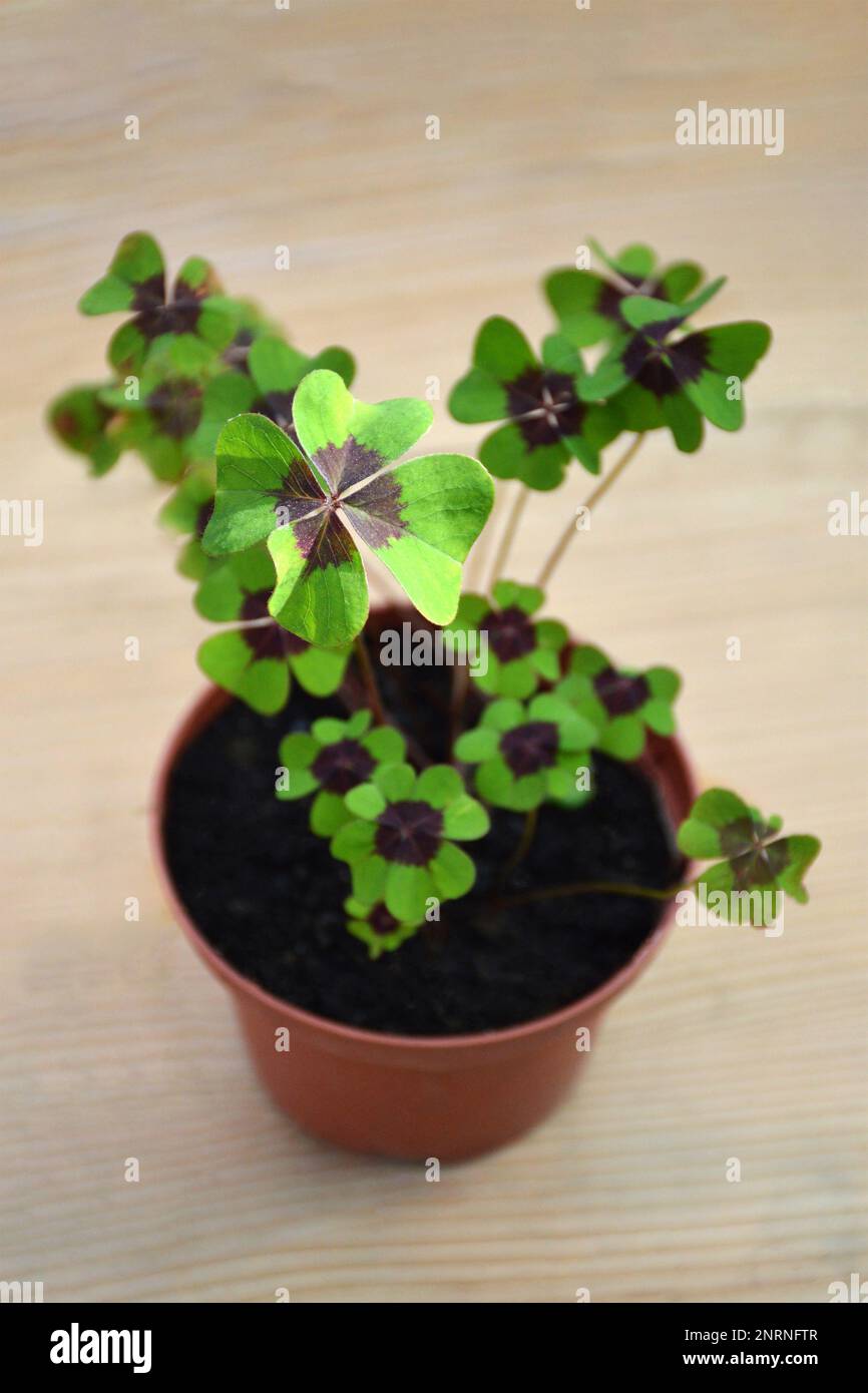 Four-leaf clovers (Oxalis tetraphylla) plant in the pot, selective ...