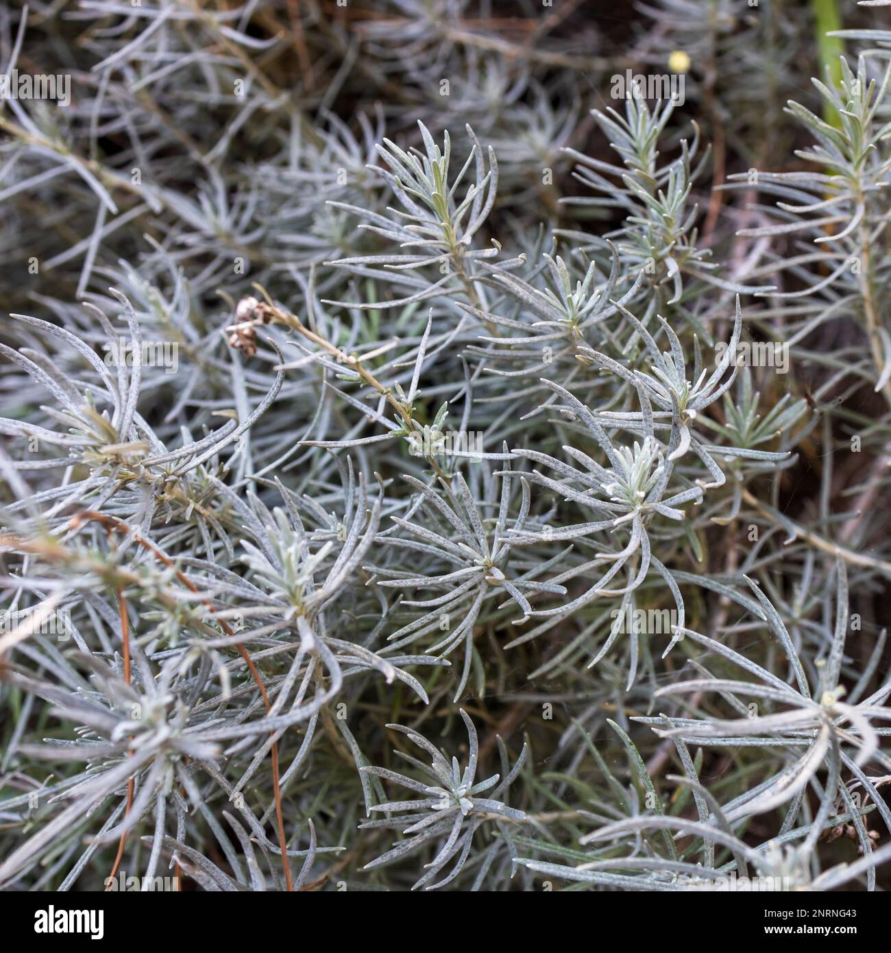 Prickly juniper, Juniperus oxycedrus close up. Green tecture Stock ...