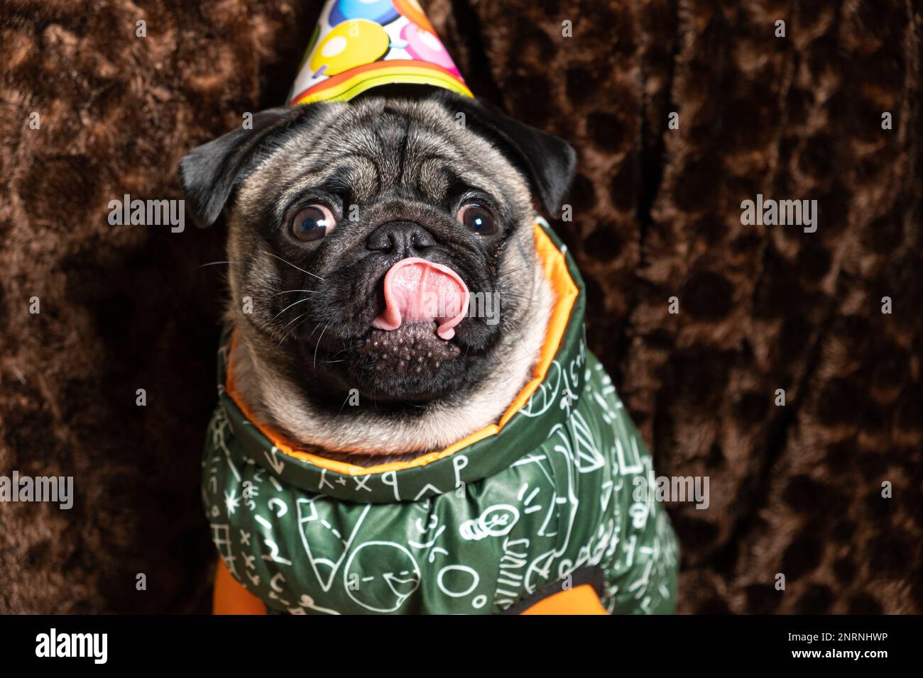 A funny pug laughs sticking out his tongue, celebrating a birthday, a ...