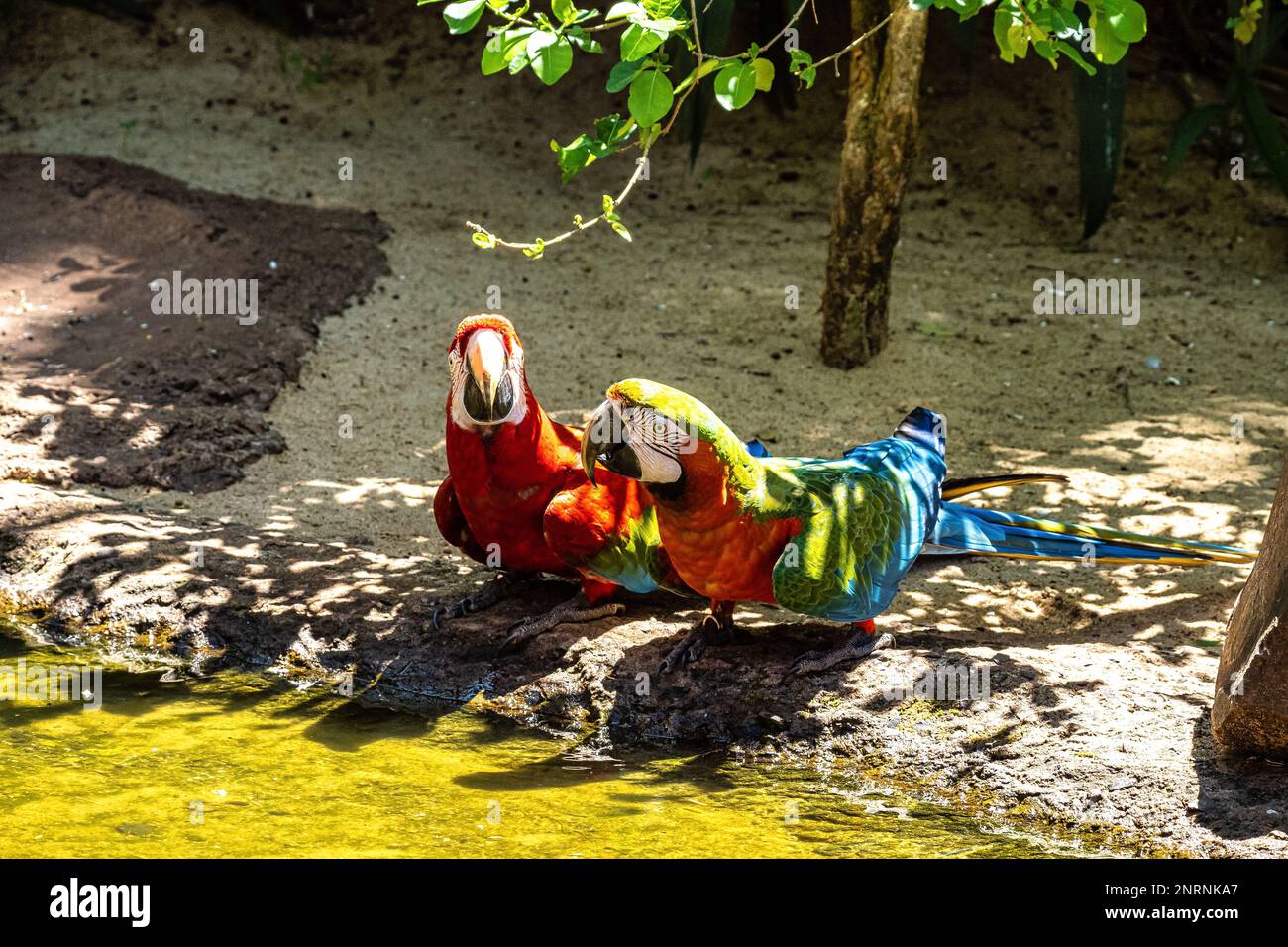 Red and green macaw or green winged macaw, scientific name ara ...