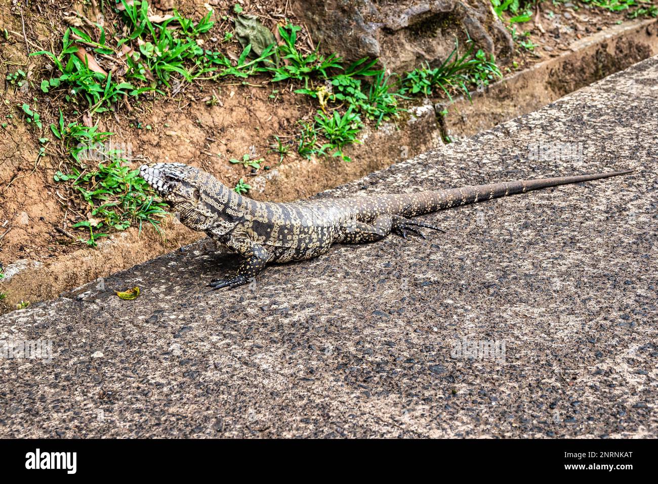 Argentine black and white tegu, Salvator merianae at the Bird Park ...