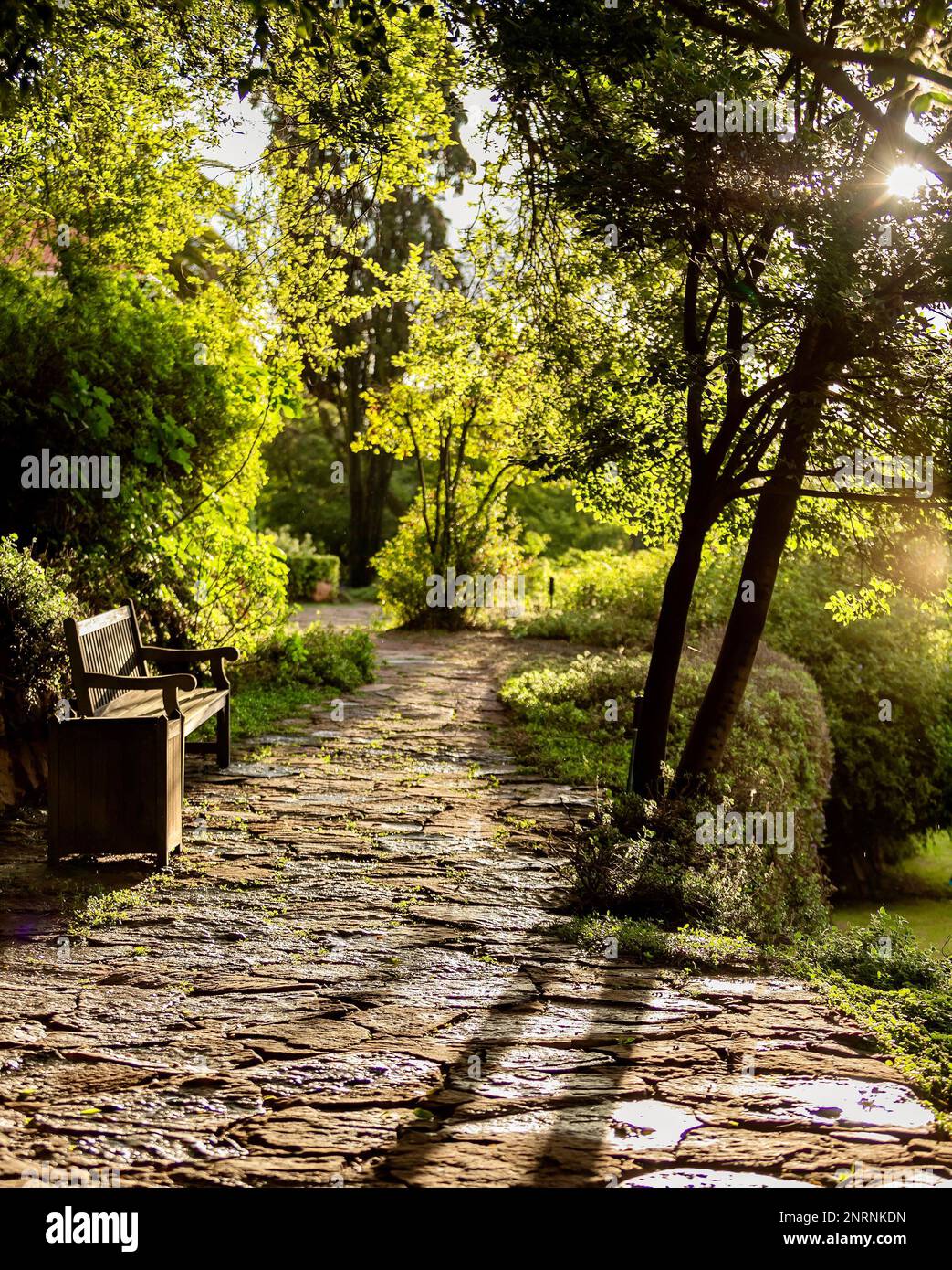 Garden pathway lit by afternoon sun with wooden bench Stock Photo - Alamy
