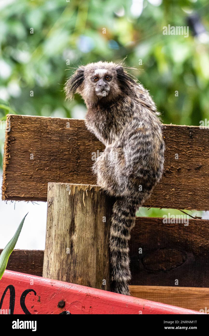 The black-tufted marmoset, Callithrix penicillata also known as Mico ... The black-tufted marmoset, Callithrix penicillata also known as Mico ...