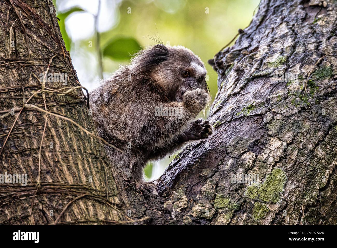 The black-tufted marmoset, Callithrix penicillata also known as Mico ...