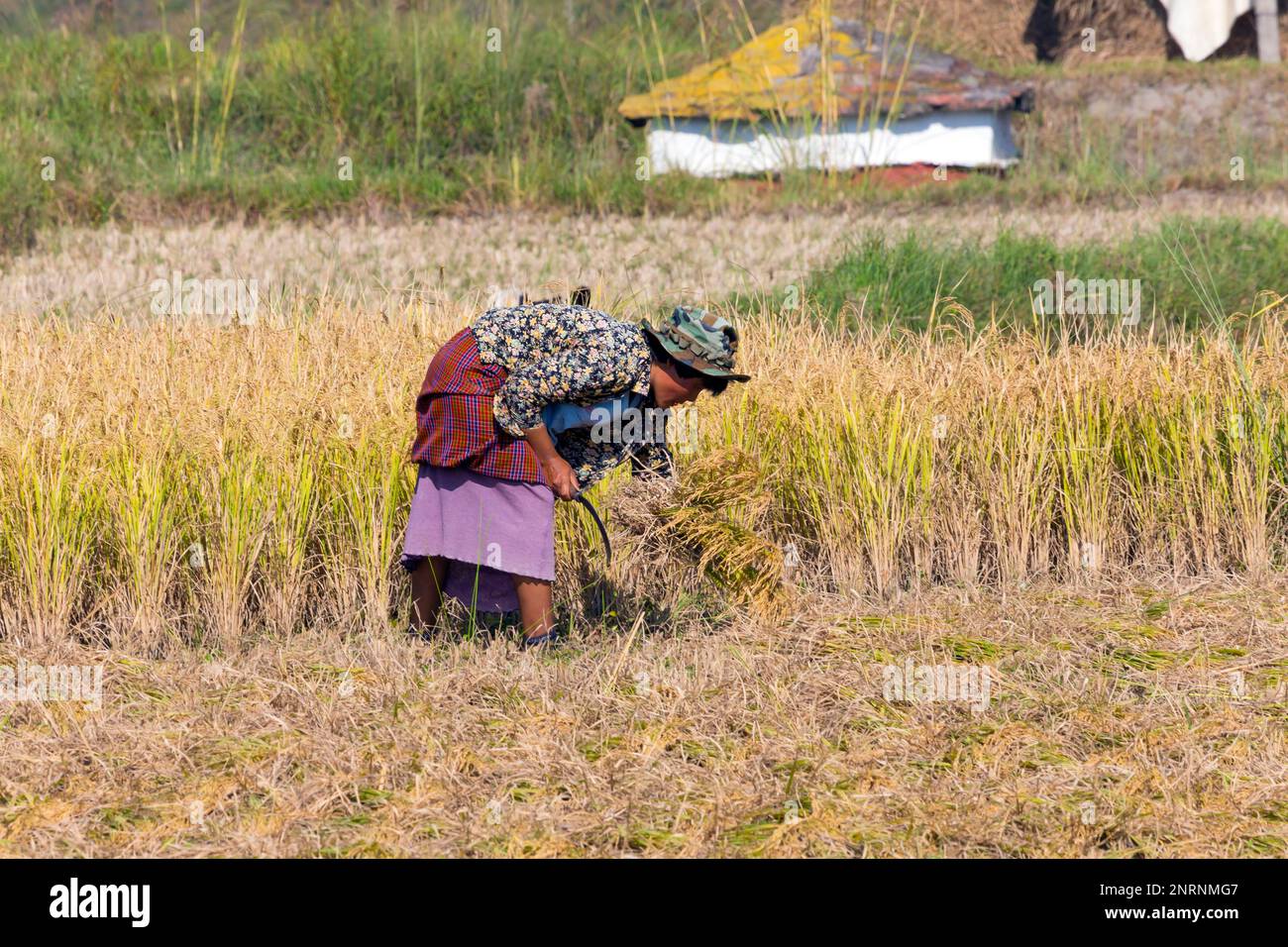 Peasant harvesting rice by hand with sickles, Pana village, Bhutan ...