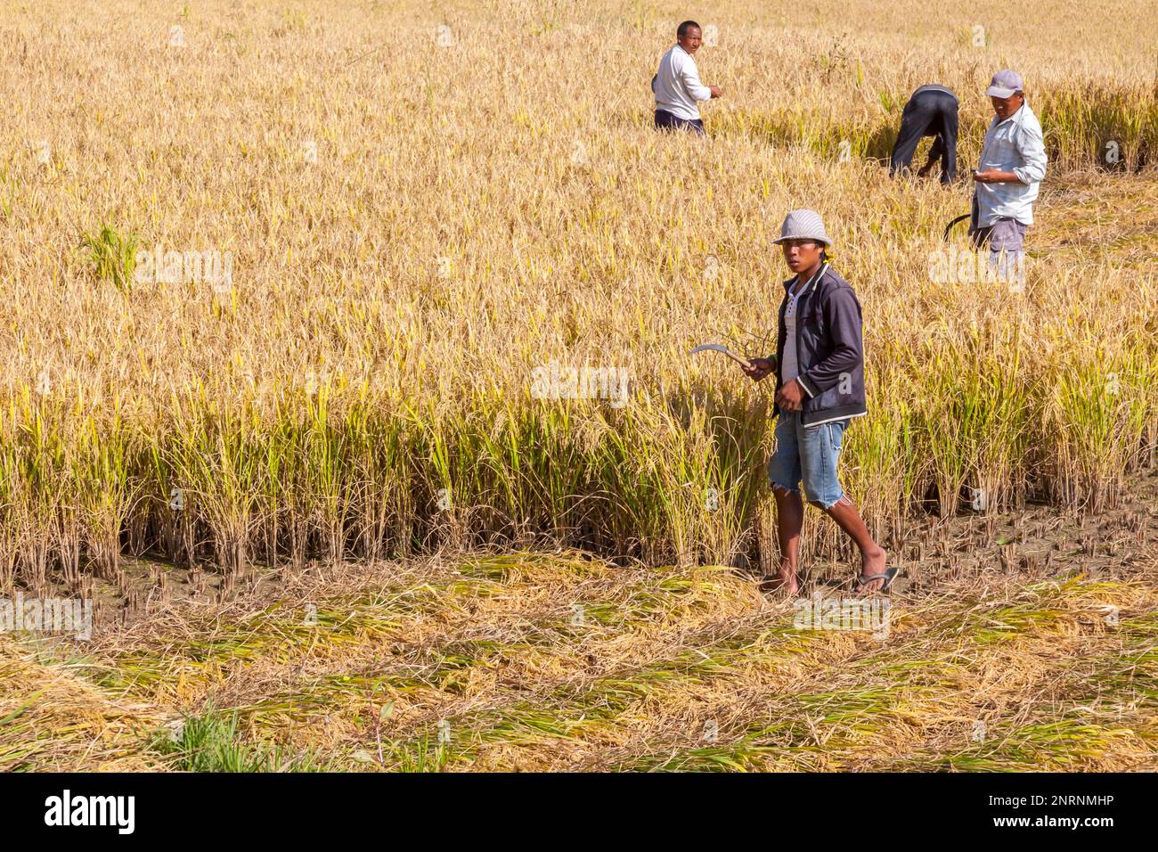 Peasants harvesting rice by hand with sickles, Pana village, Bhutan ...