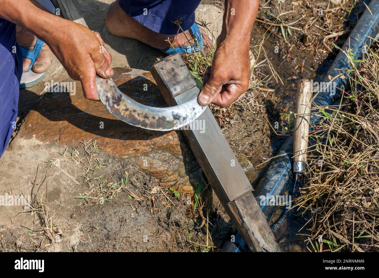 A peasant sharpens the sickle to be ready for rice harvest, Punakha ...