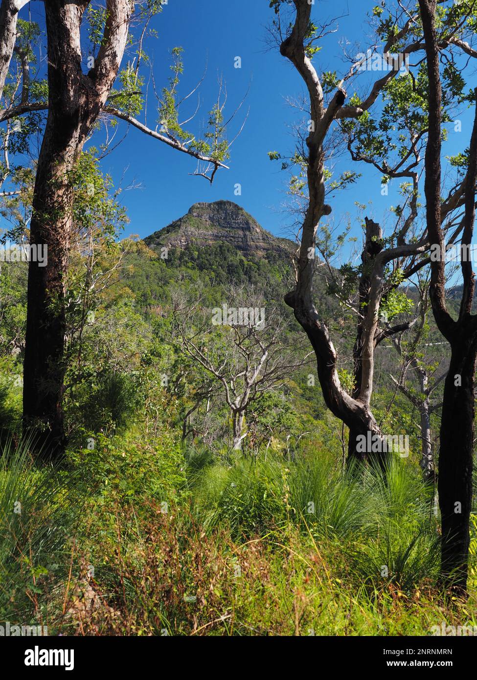 Hiking trail through the rainforest in Main Range National Park ...