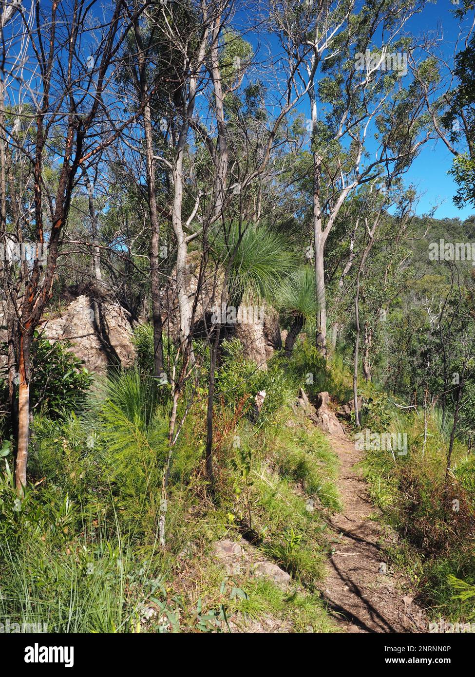 Hiking trail through the rainforest in Main Range National Park ...