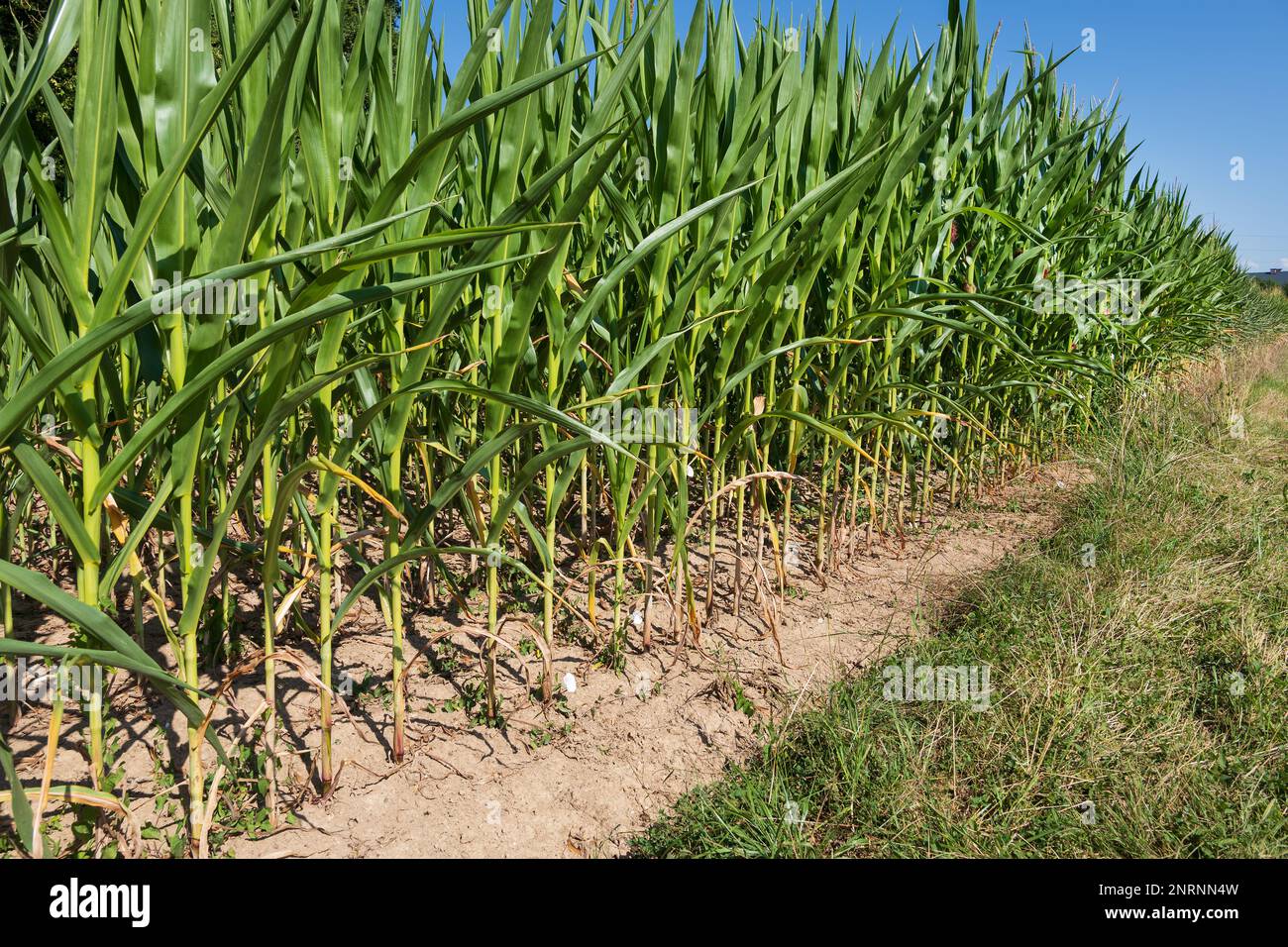 Agriculture green field hi-res stock photography and images - Alamy