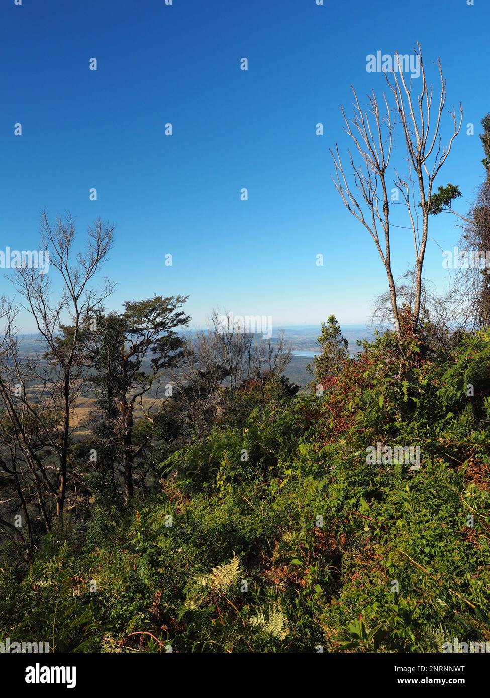 Hiking trail through the rainforest in Main Range National Park ...