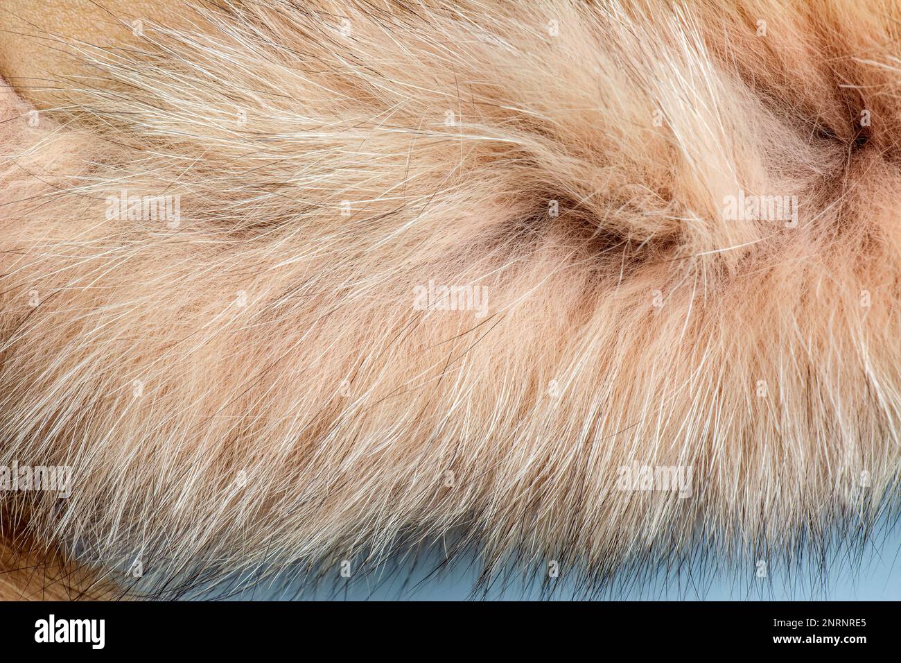 Closeup of natural silver fox fur. Nice background Stock Photo - Alamy