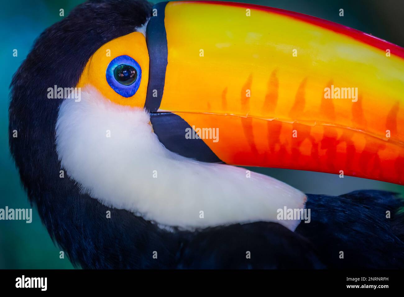 Cute Toco Toucan tropical bird in Brazilian Pantanal with blurred ...