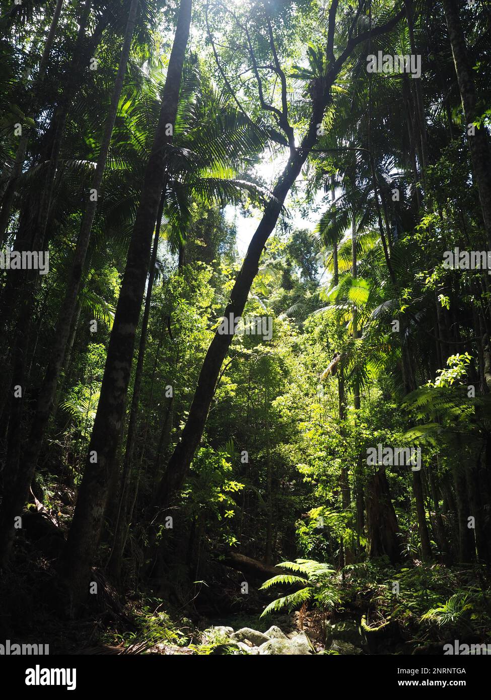Hiking trail through the rainforest in Main Range National Park ...