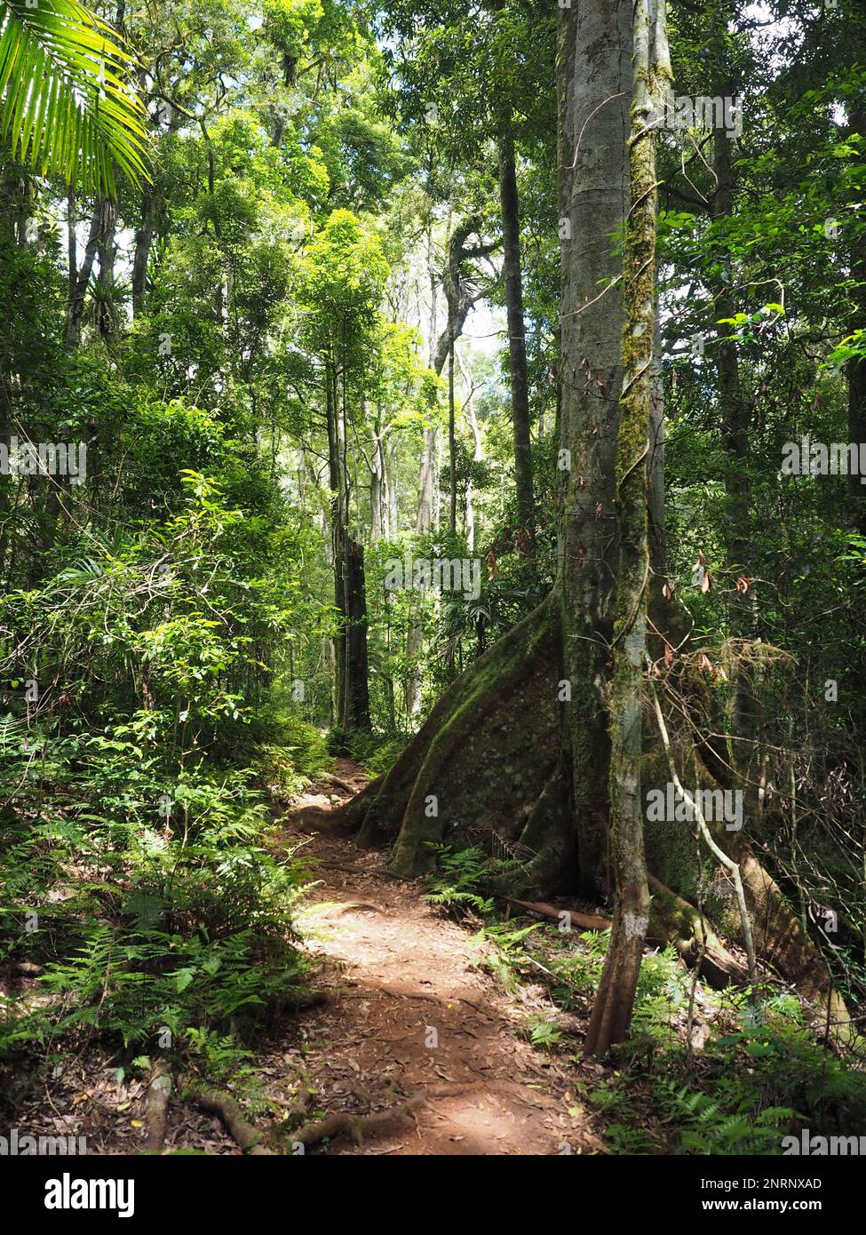 Strangler fig tree by a hiking trail through the rainforest in Main ...