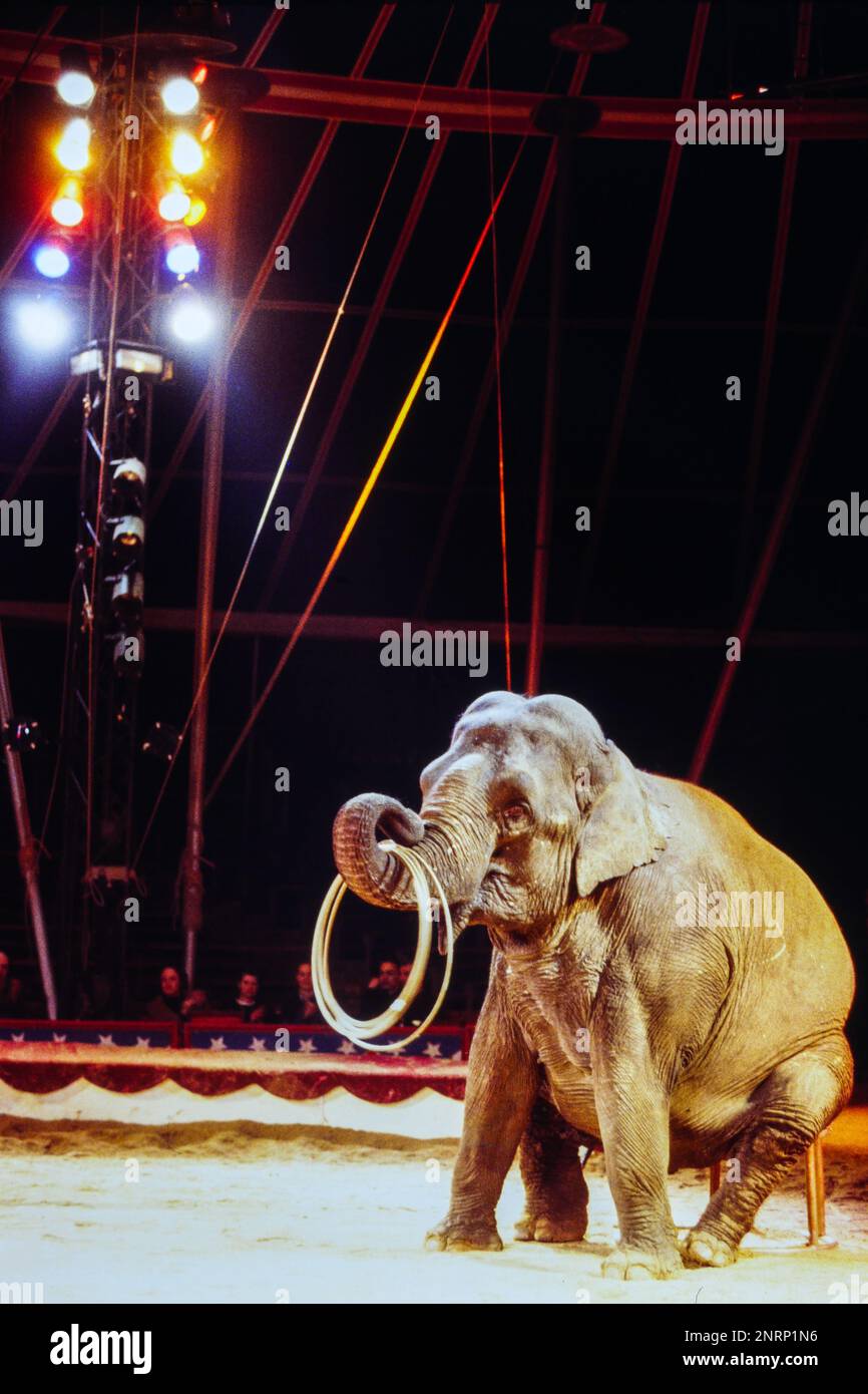 Archives 90ies: Elephant on stage, Gruss circus, Biennal of the circus ...