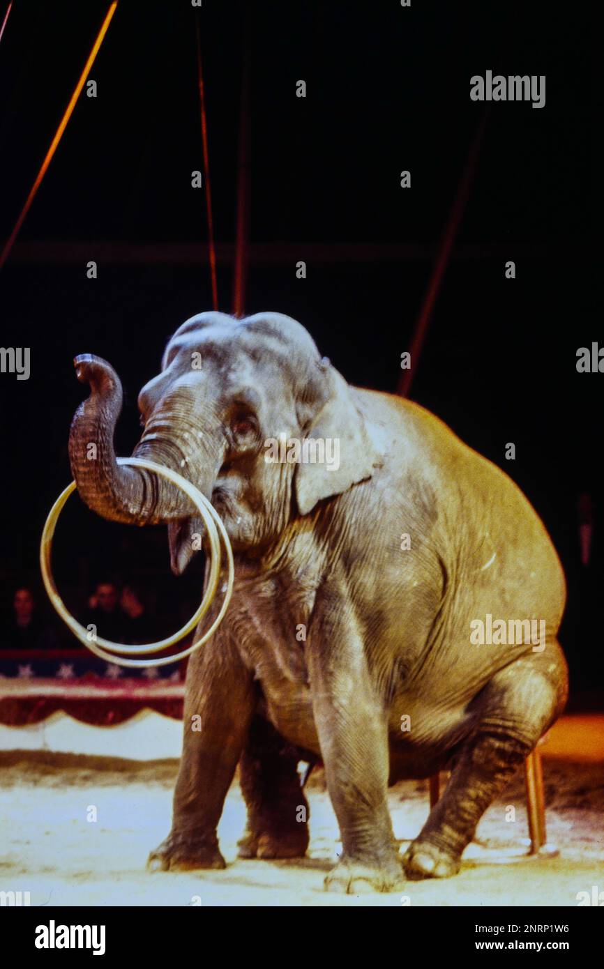 Archives 90ies: Elephant on stage, Gruss circus, Biennal of the circus ...