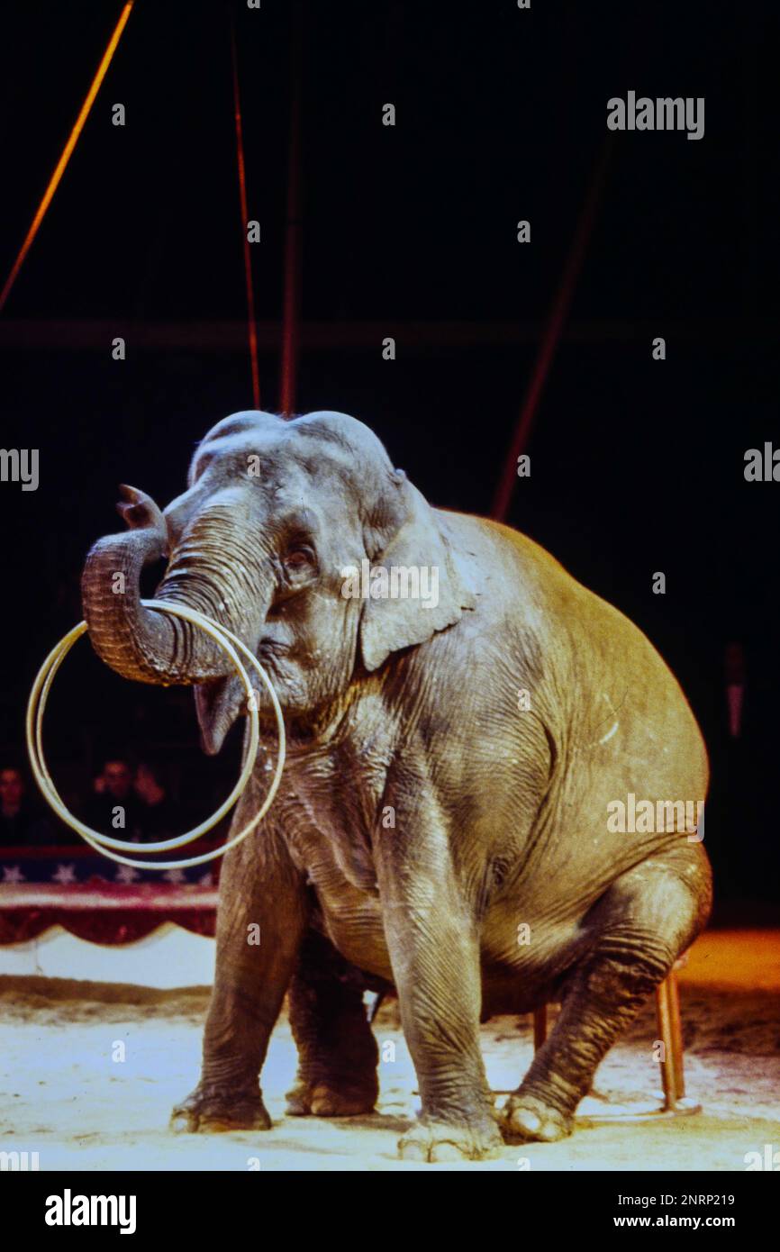 Archives 90ies: Elephant on stage, Gruss circus, Biennal of the circus ...