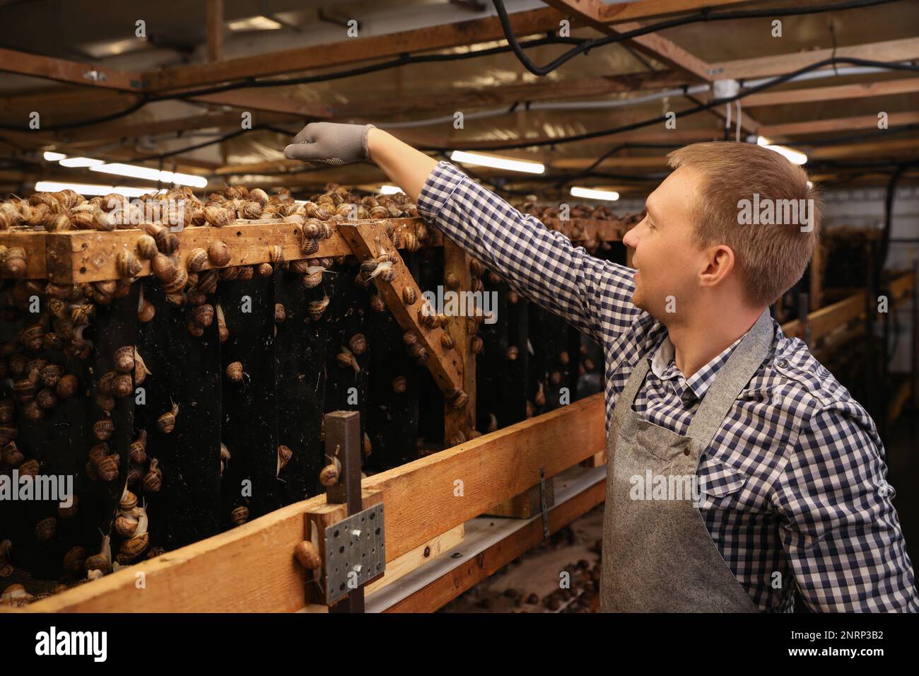 Worker feeding snails near stand on farm Stock Photo - Alamy