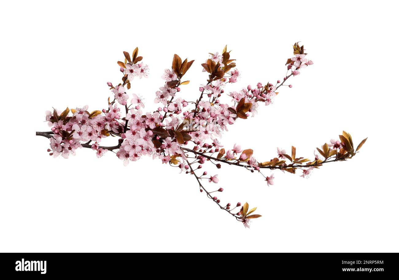 Cherry tree branch with beautiful pink blossoms isolated on white Stock ...
