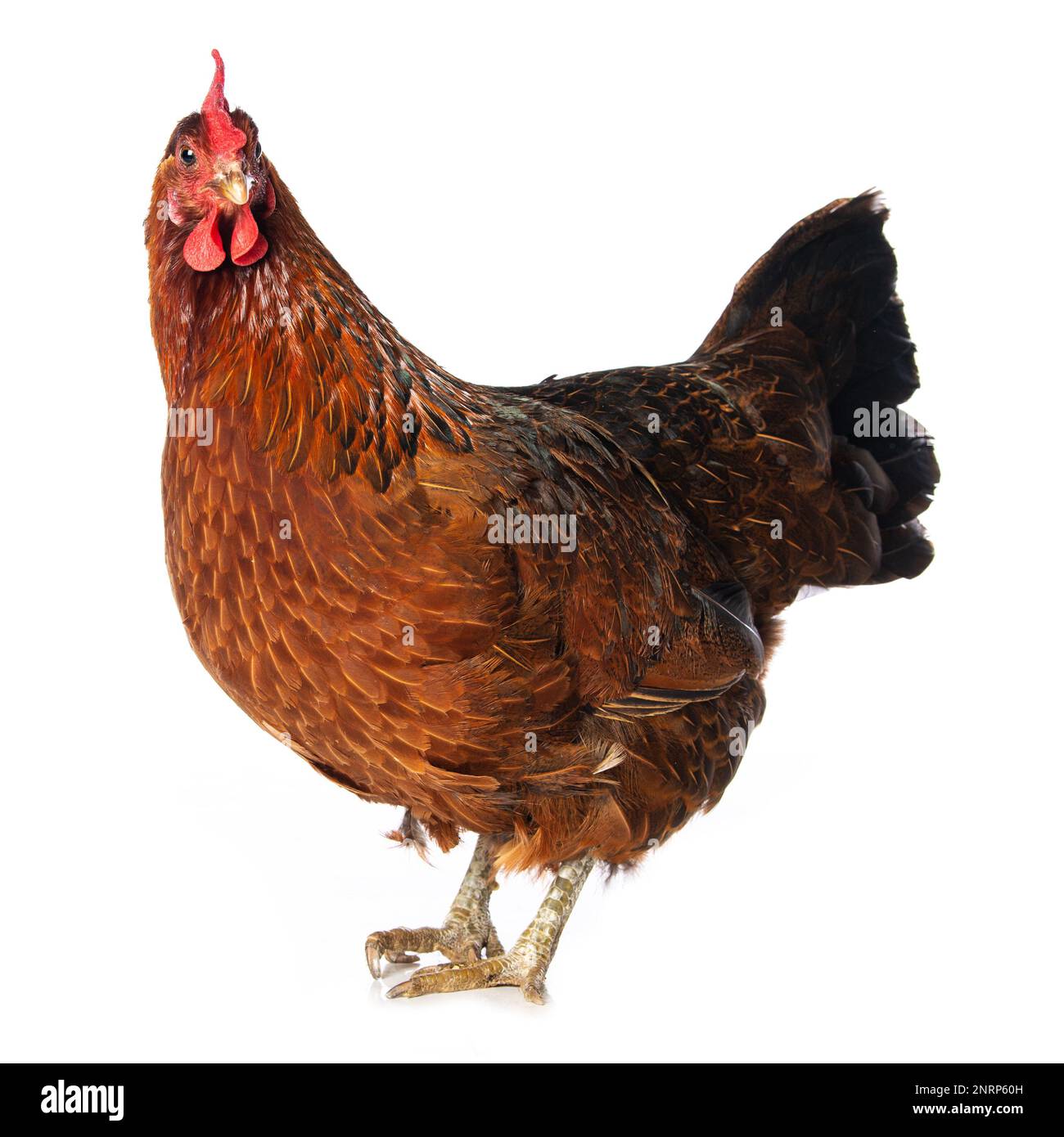 Hen isolated on white background looking to the camera Stock Photo - Alamy