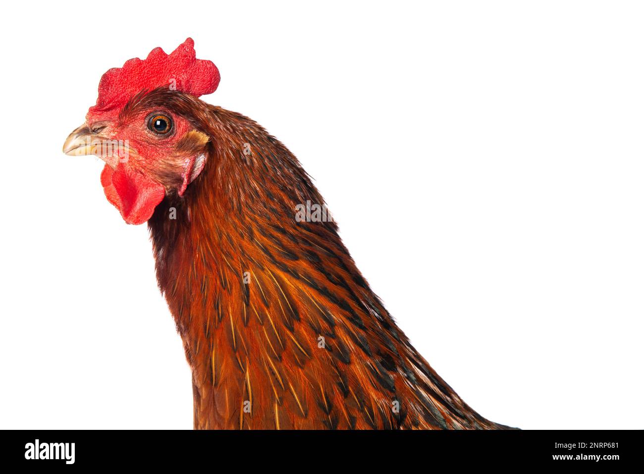 Hen isolated on white background looking to the camera Stock Photo - Alamy