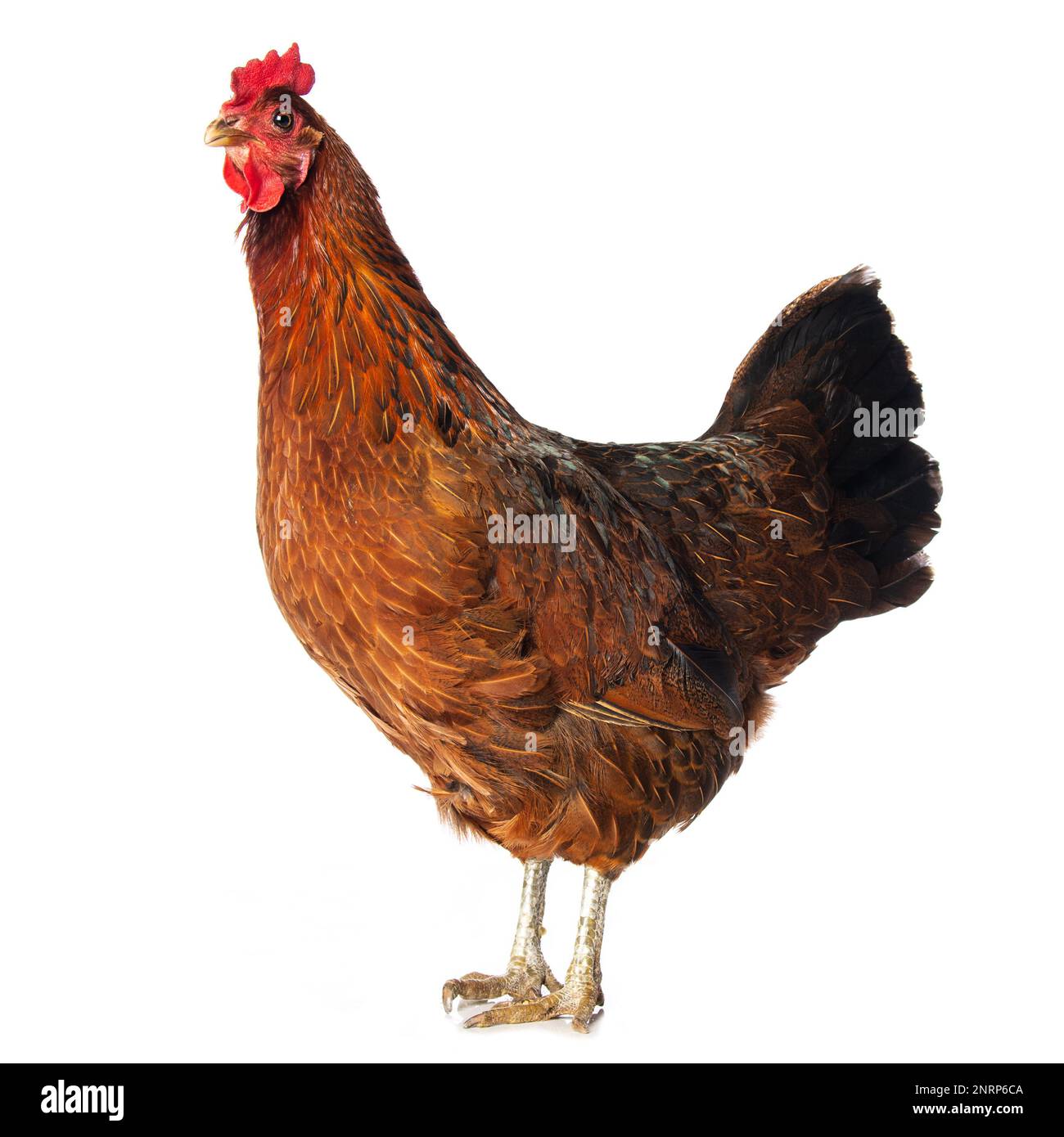 Hen isolated on white background looking to the camera Stock Photo - Alamy
