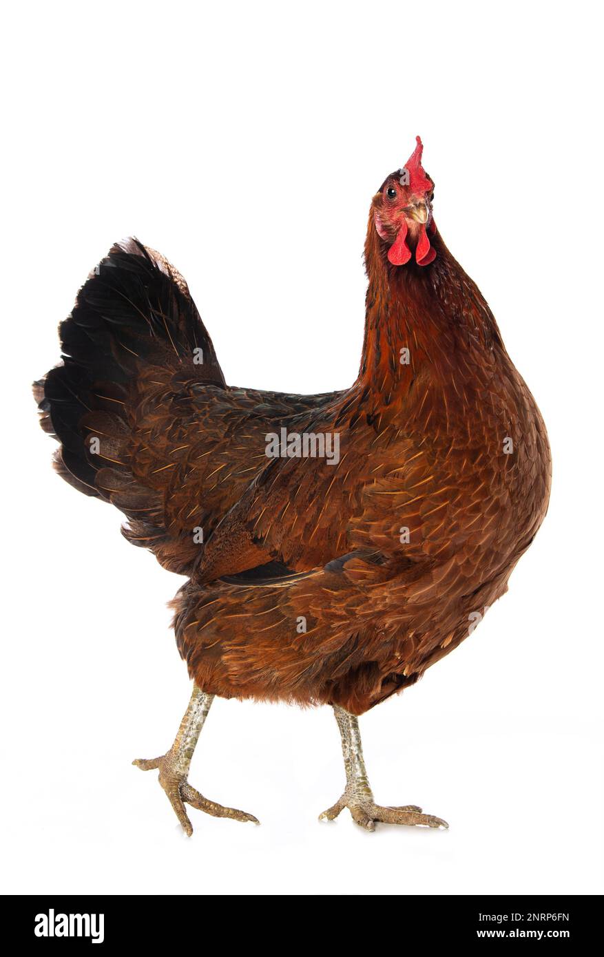 Hen isolated on white background looking to the camera Stock Photo - Alamy