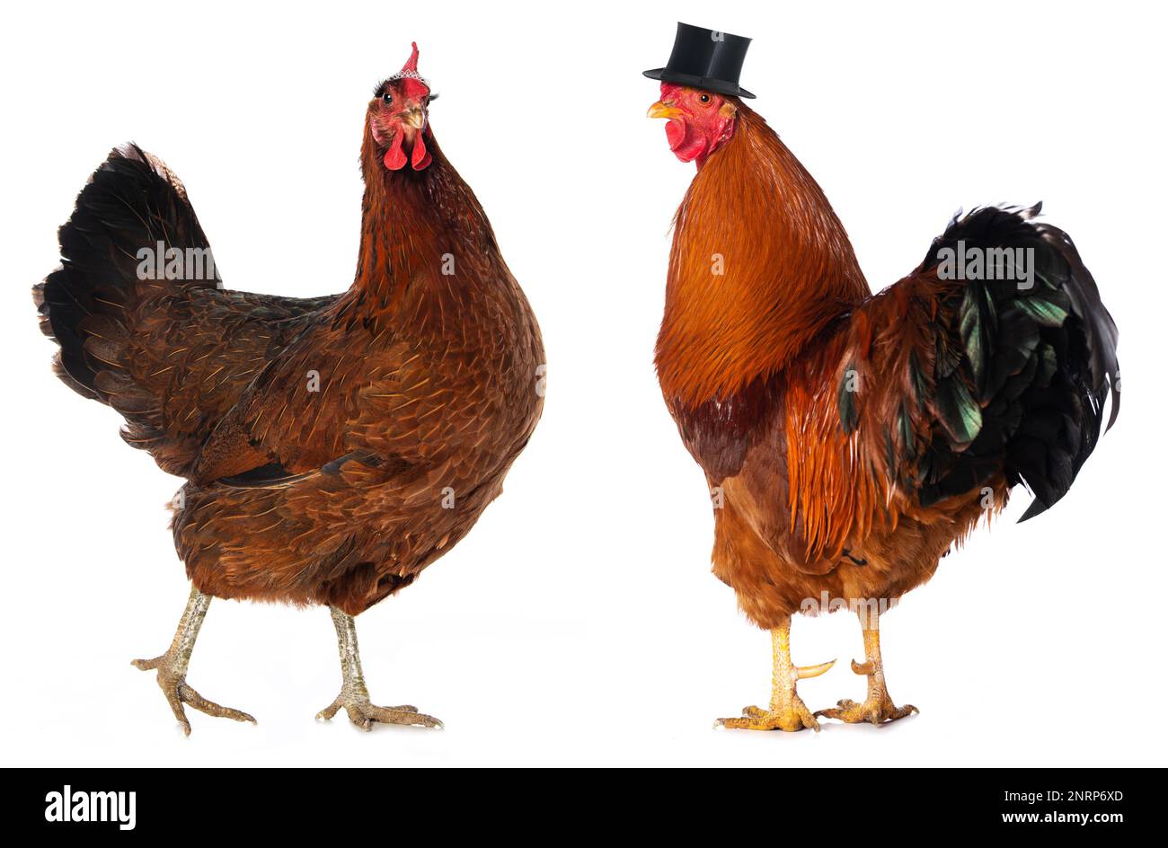 Hen isolated on white background looking to the camera Stock Photo - Alamy