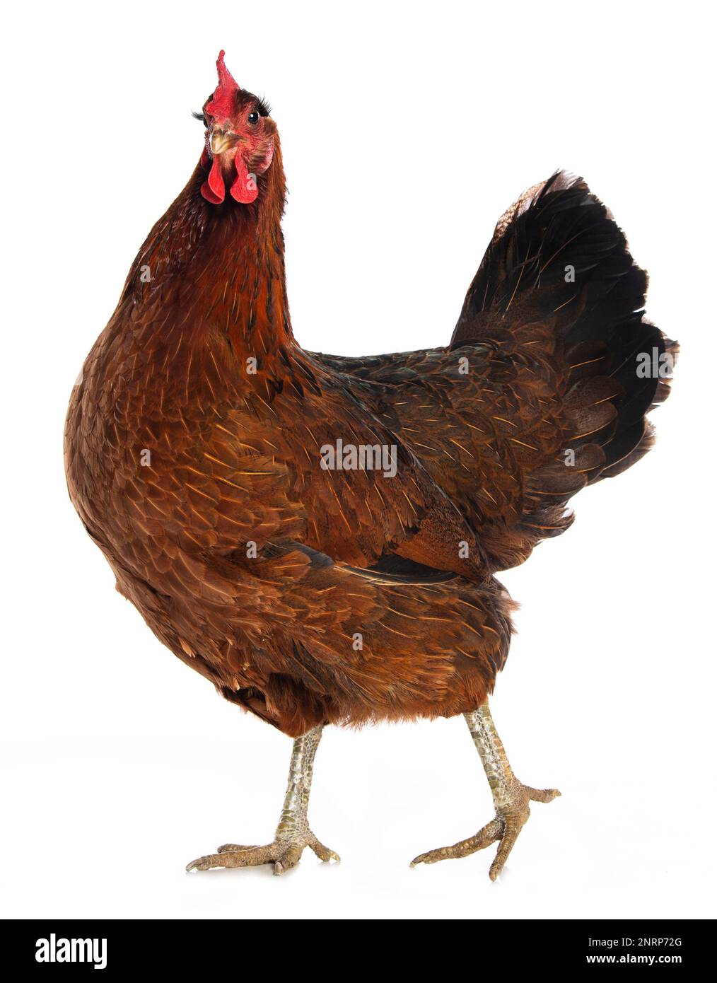 Hen isolated on white background looking to the camera Stock Photo - Alamy