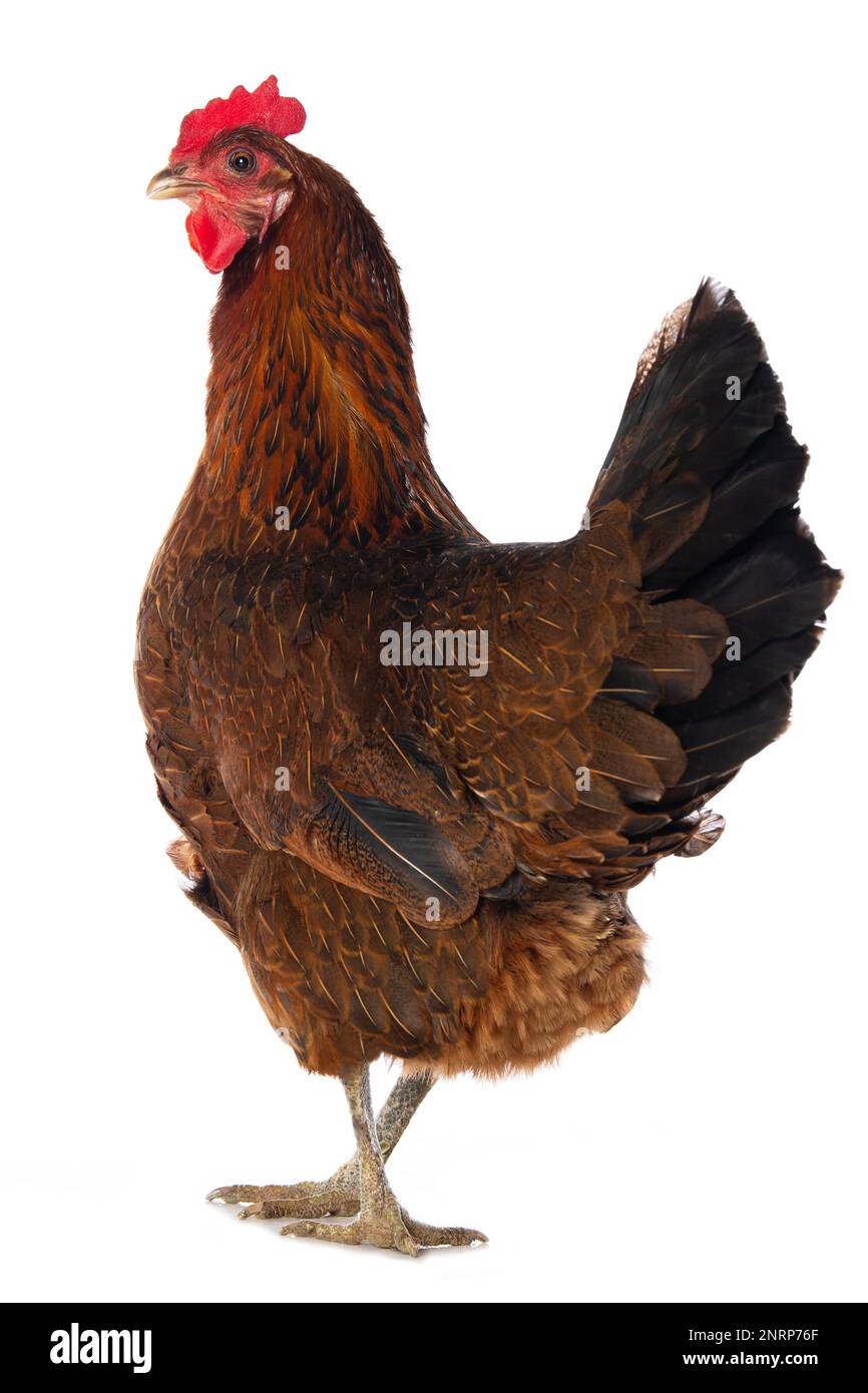 Hen isolated on white background looking to the camera Stock Photo - Alamy