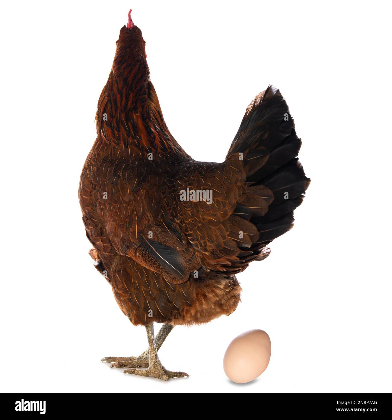 Hen isolated on white background looking to the camera Stock Photo - Alamy