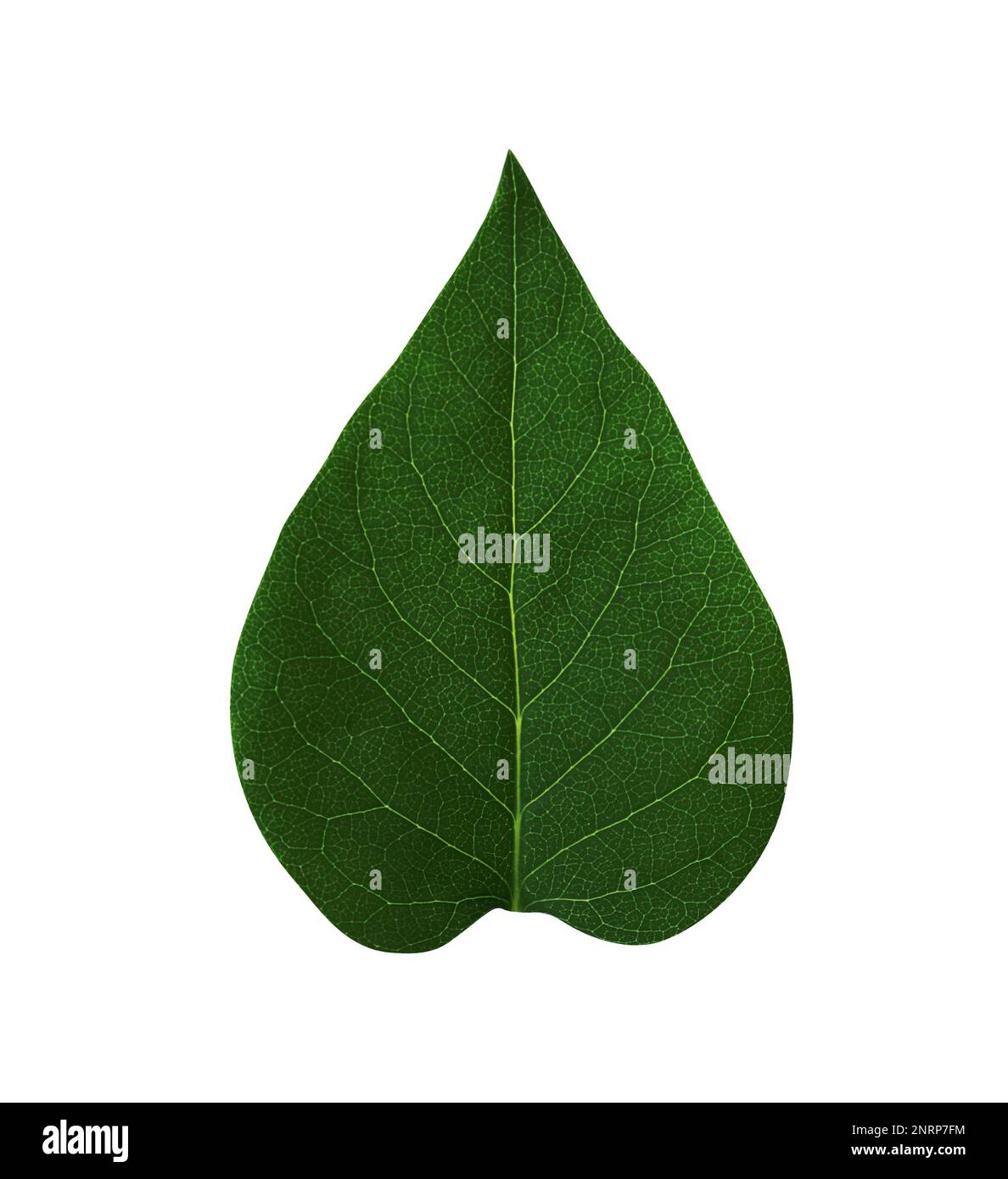 Large ancient tree Cut Out Stock Images & Pictures - Alamy