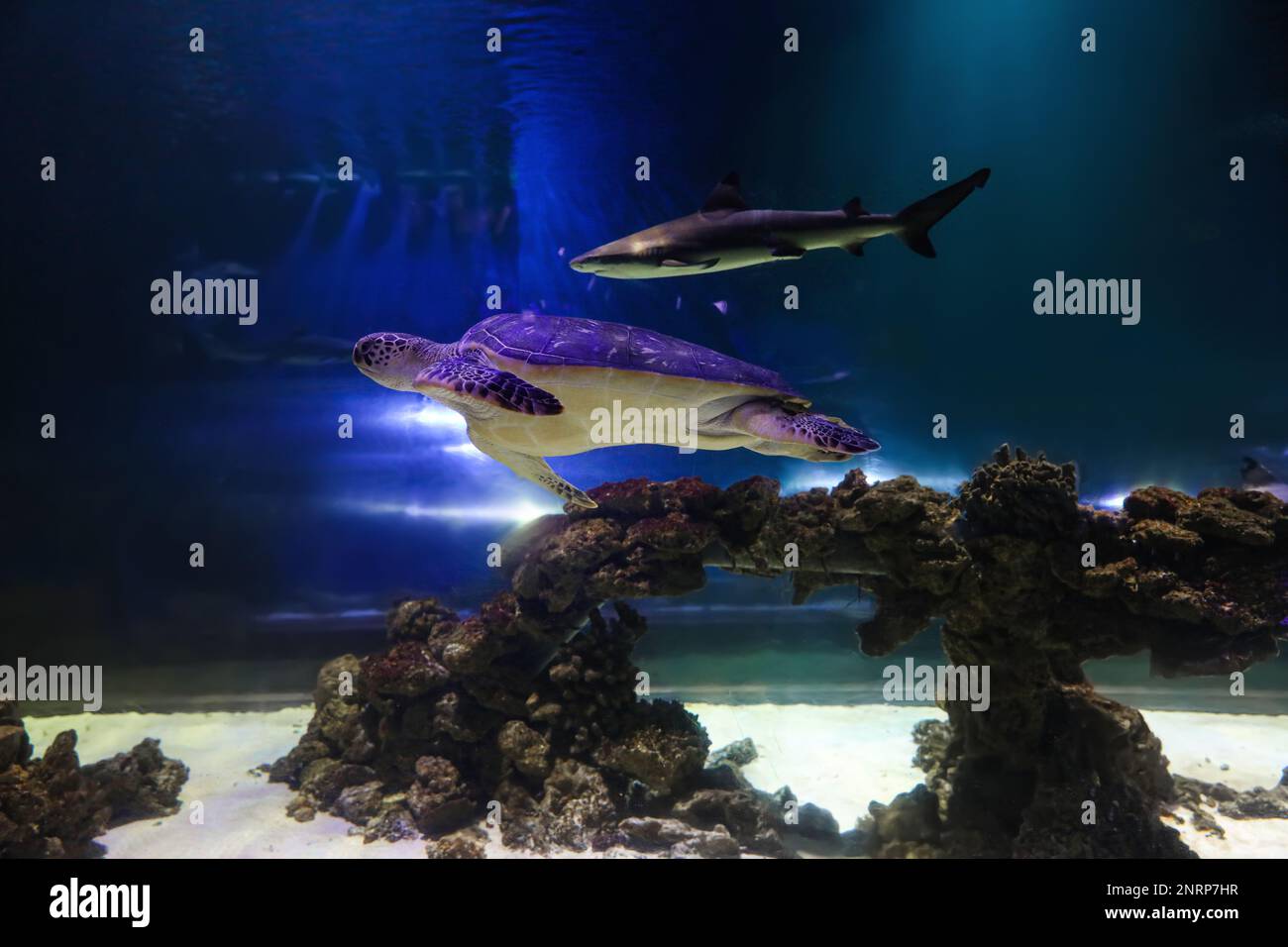 Beautiful turtle and shark swimming in clear aquarium Stock Photo - Alamy