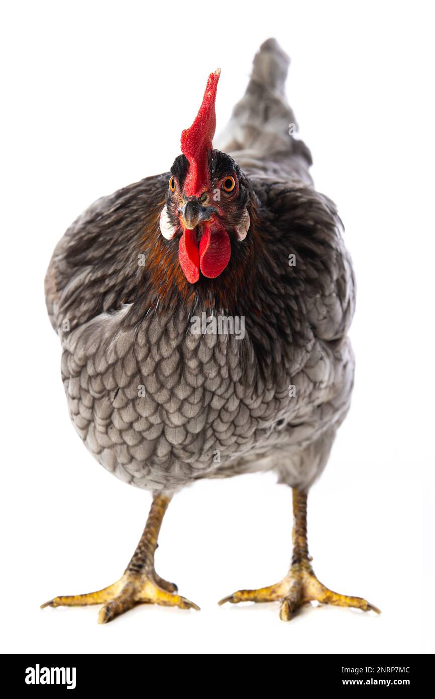 Grey hen isolated on white background looking to the camera Stock Photo ...