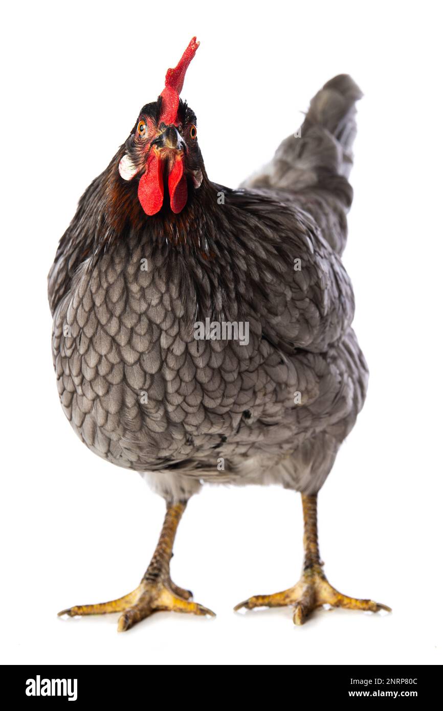 Grey hen isolated on white background looking to the camera Stock Photo ...