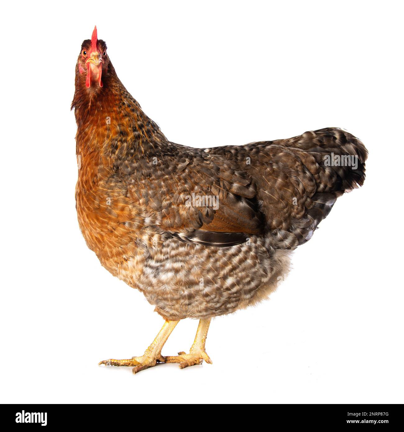 Bielefelder chick hi-res stock photography and images - Alamy