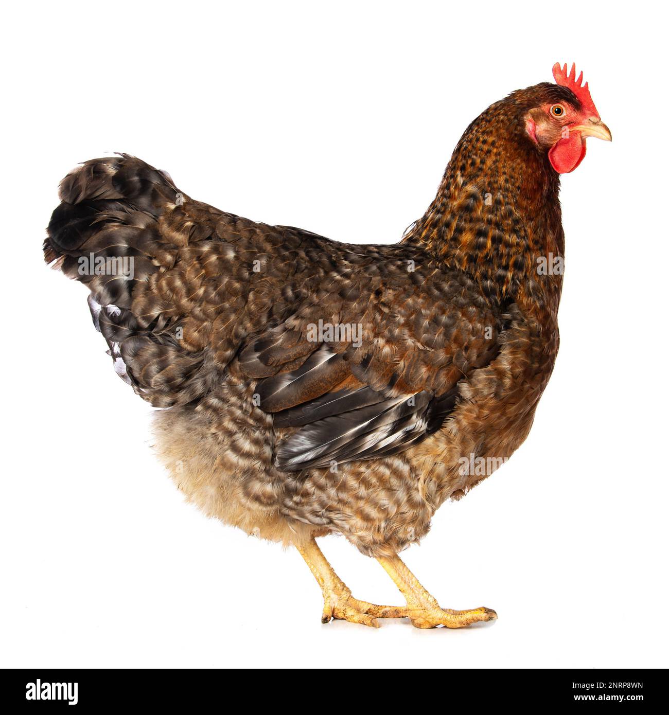 Big hen isolated on white looking to the camera Stock Photo - Alamy
