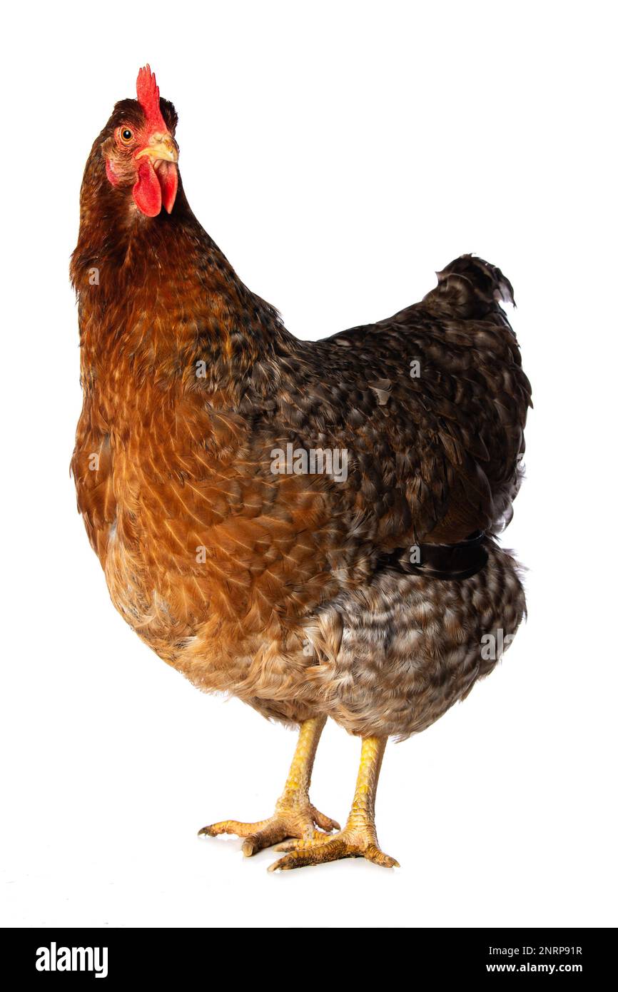 Big hen isolated on white looking to the camera Stock Photo - Alamy