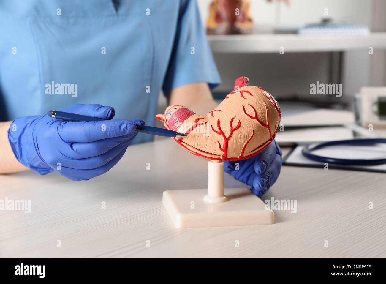 Gastroenterologist showing human stomach model at table in clinic ...